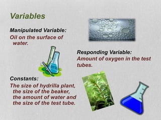 Science experiment Project | PPT