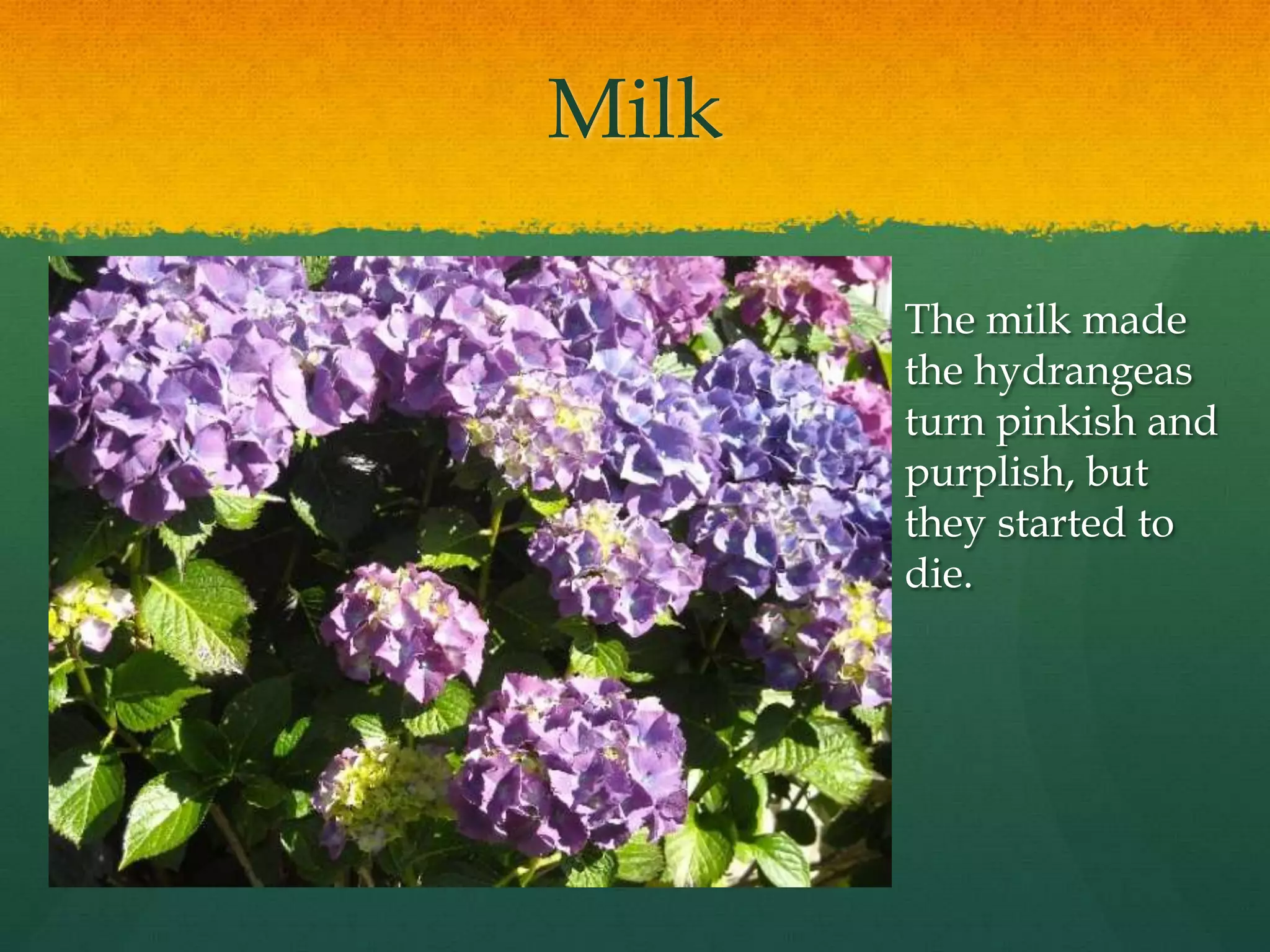 hydrangea experiment | PPTX | Chemistry | Science