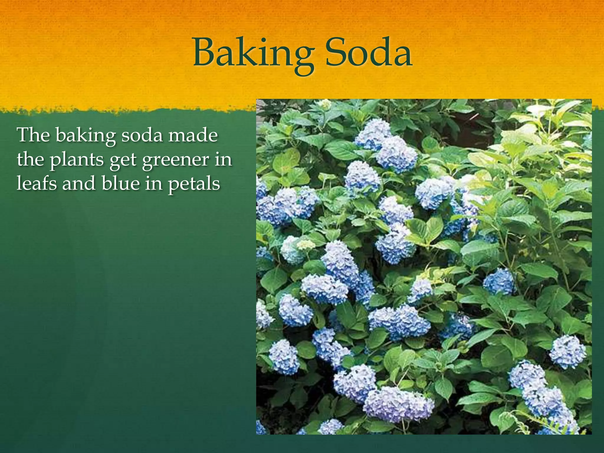 hydrangea experiment | PPTX | Chemistry | Science