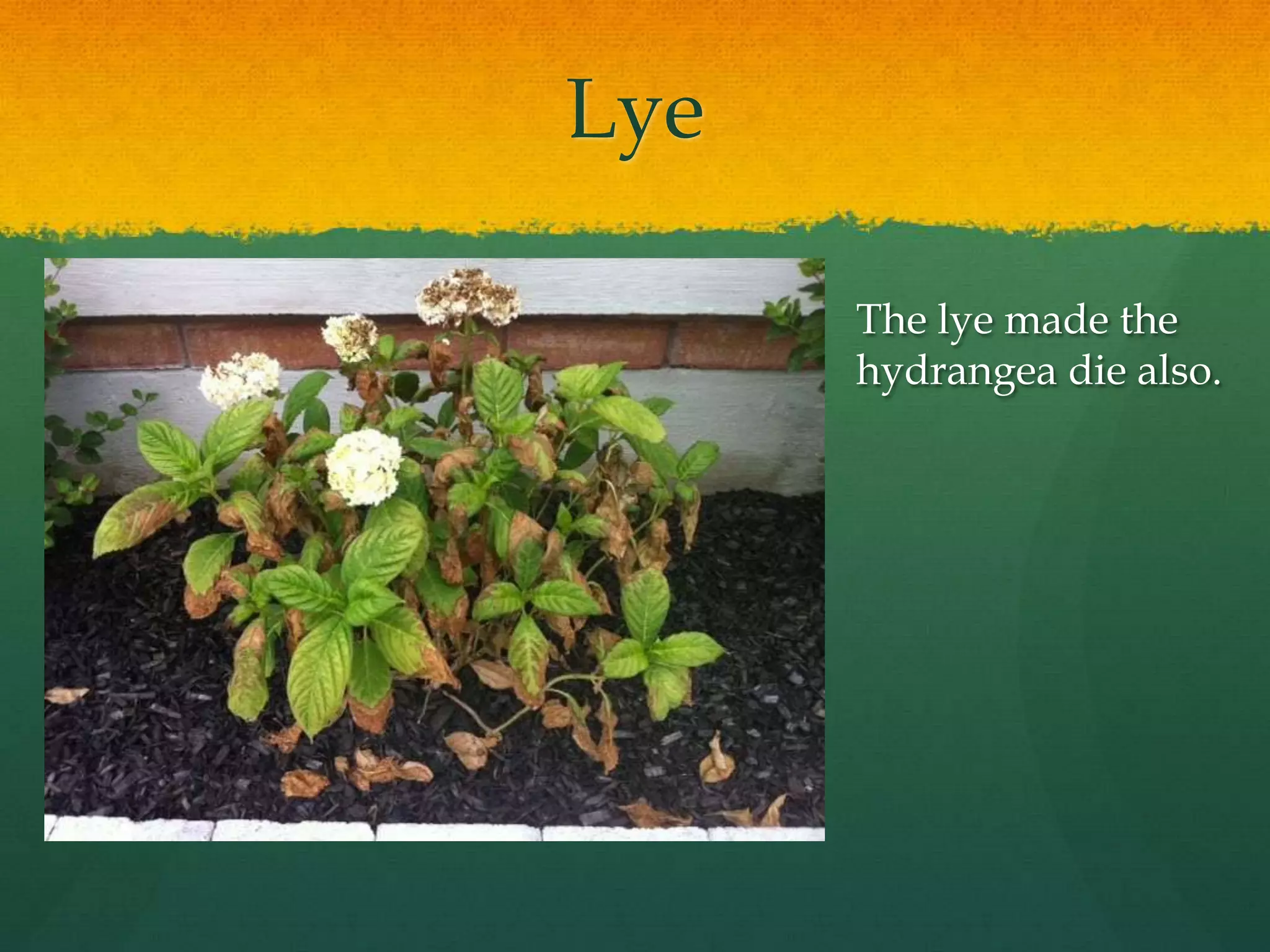 hydrangea experiment | PPTX | Chemistry | Science