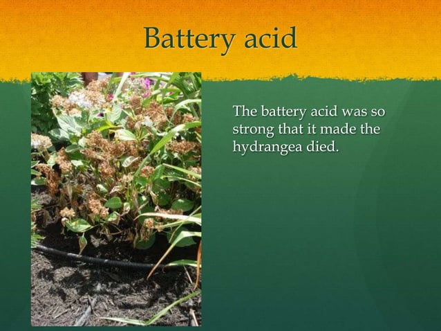 hydrangea experiment | PPTX | Chemistry | Science