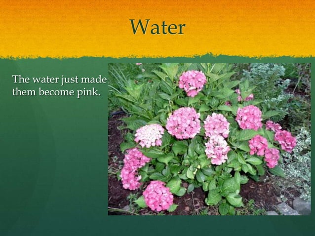 hydrangea experiment | PPTX | Chemistry | Science