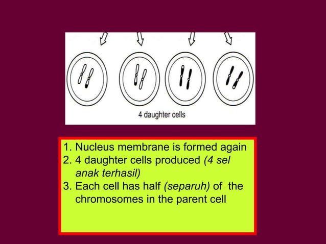 Science Form 4 - Genetics. Cell division. Inheritance | PPT