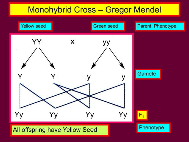 Science Form 4 - Genetics. Cell division. Inheritance | PPT