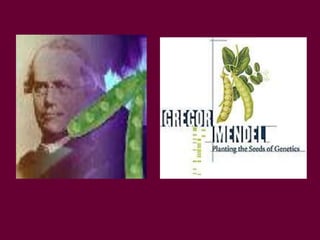 Science Form 4 - Genetics. Cell division. Inheritance | PPT