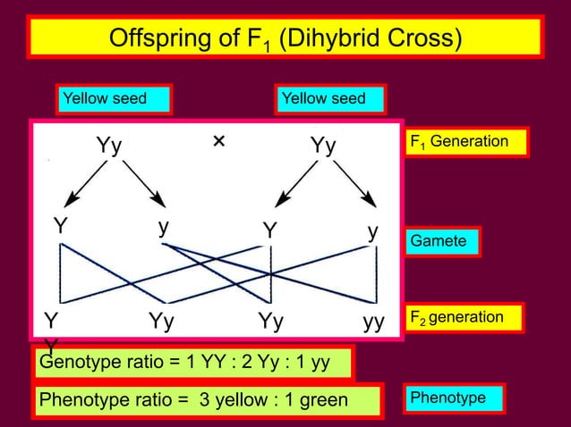 Science Form 4 - Genetics. Cell division. Inheritance | PPT