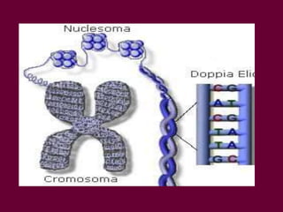 Science Form 4 - Genetics. Cell division. Inheritance | PPT