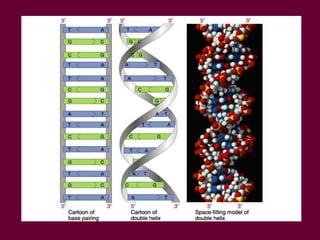 Science Form 4 - Genetics. Cell division. Inheritance | PPT