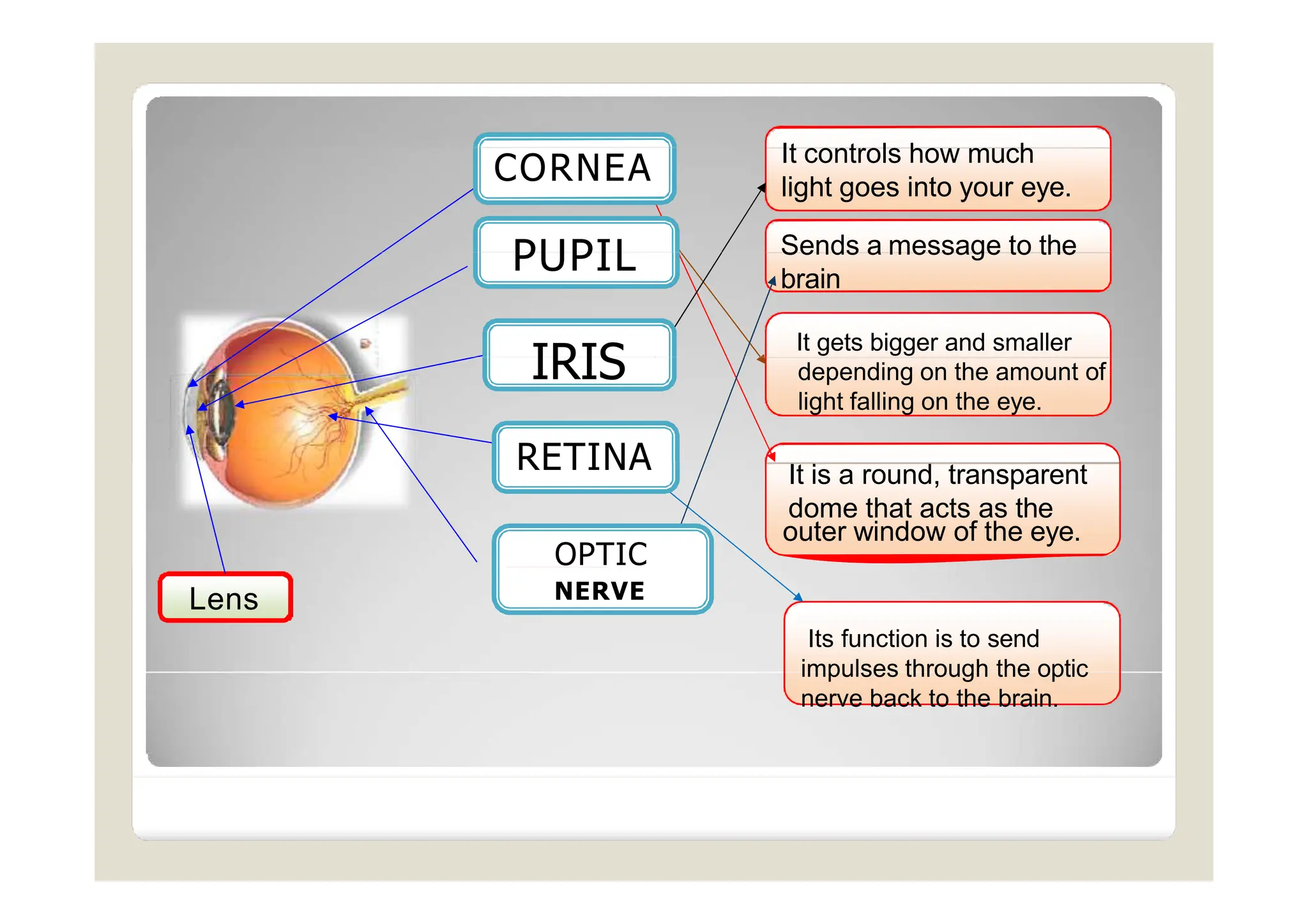 SCIENCE GRADE 3 Quarter2_Week1_Lesson1 PPt.pptx