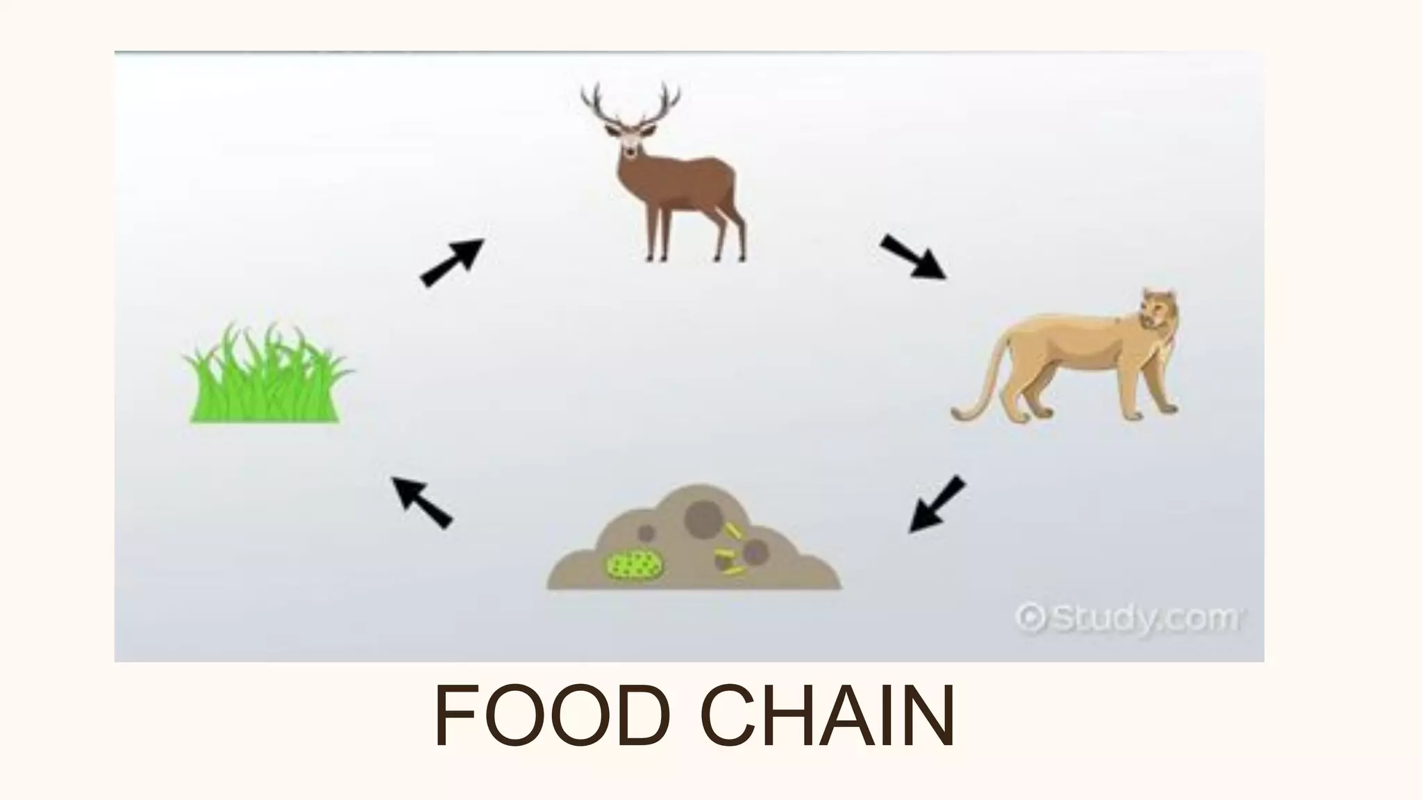 Living Things and their Environment | PDF