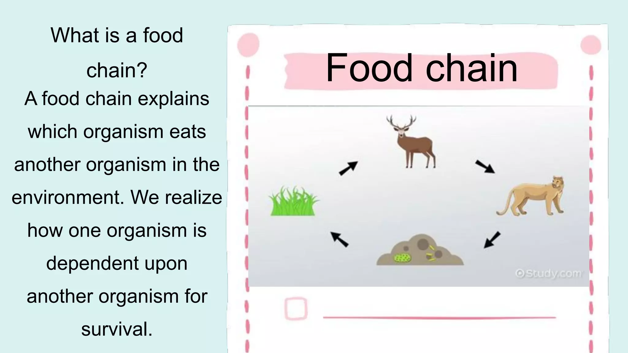 Living Things and their Environment | PDF