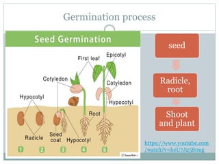 SCIENCE GRADE 5 - SEED.pptx