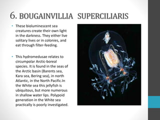 CREATURES BELOW THE DEPTHS OF THE SEA | PPTX