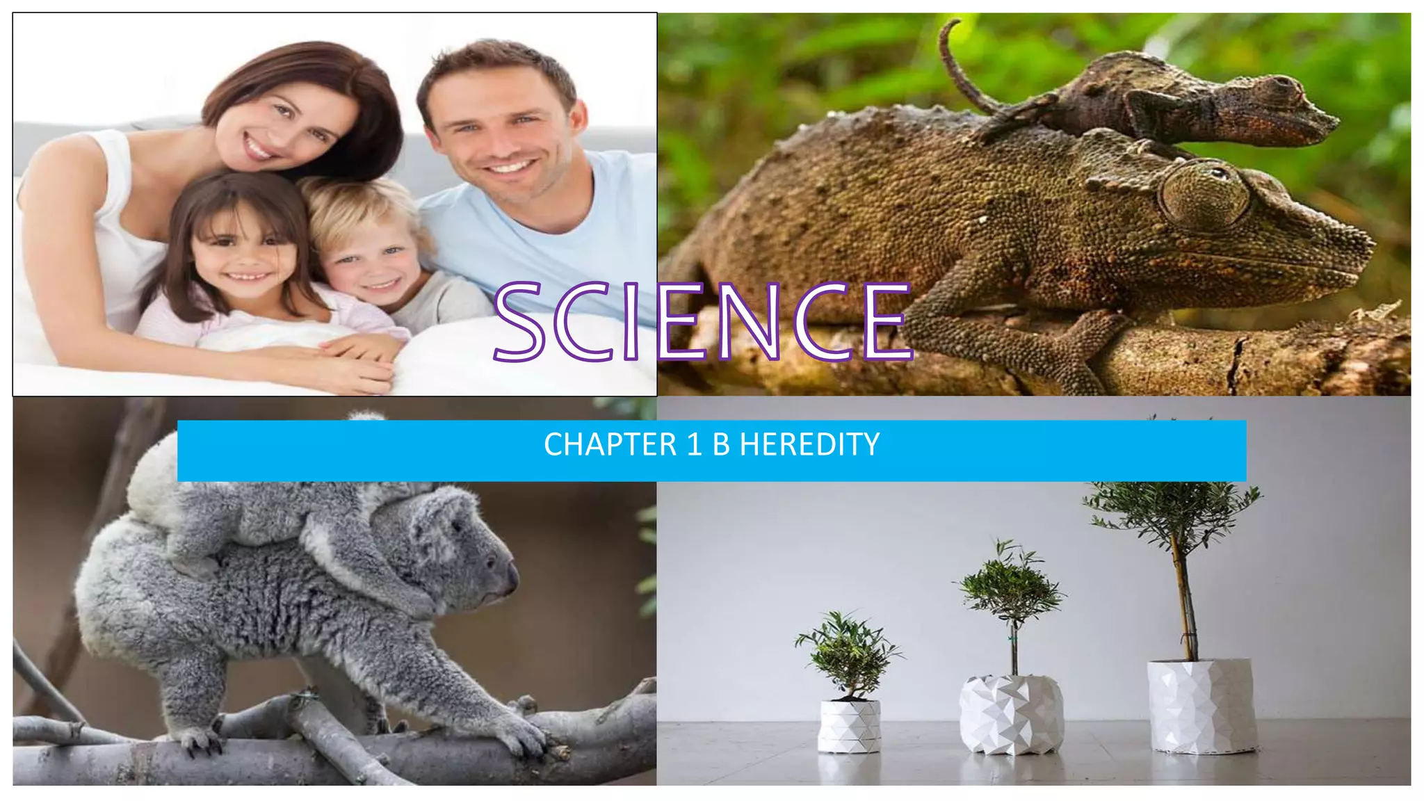 Science heredity primary | PPT