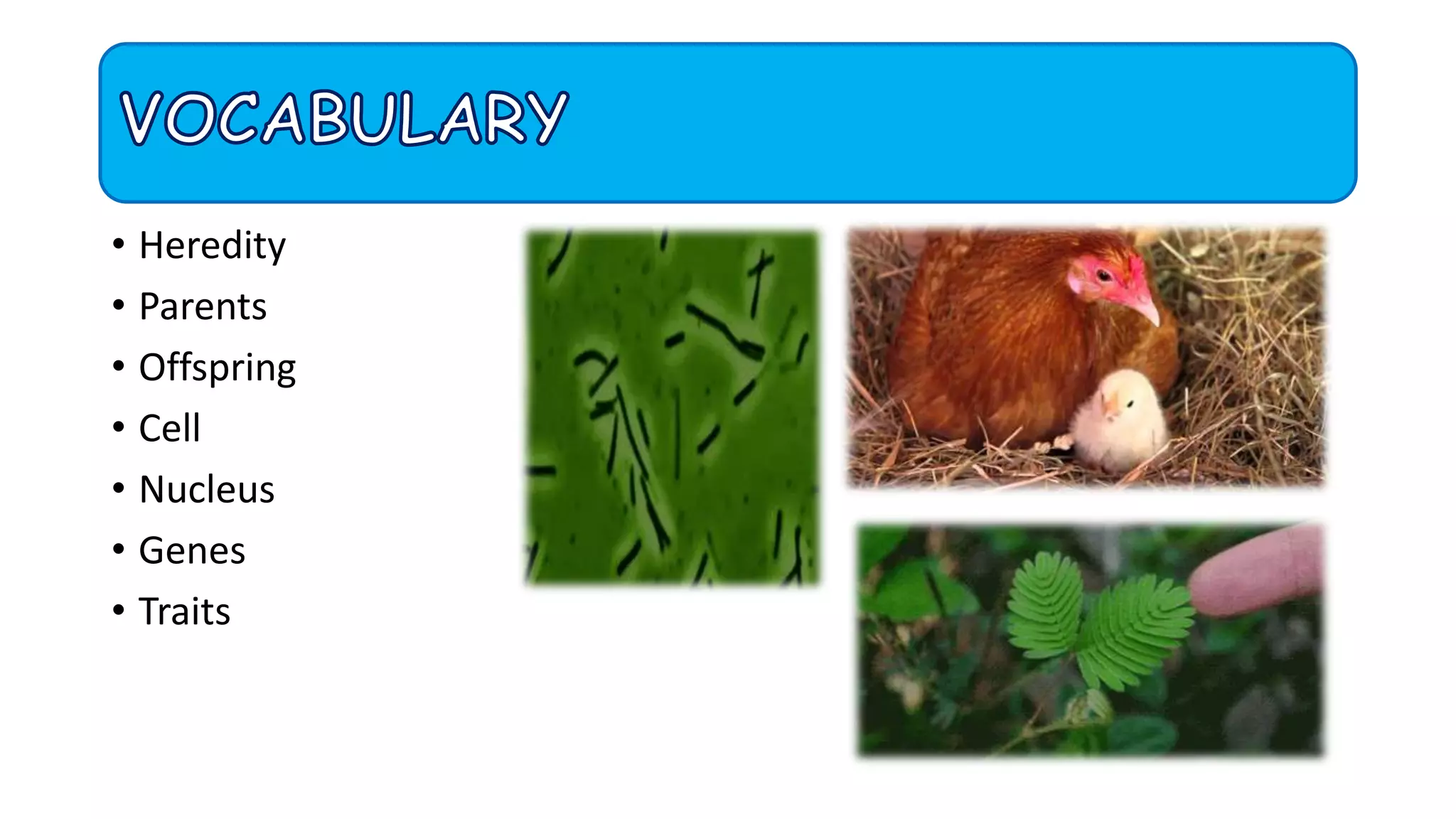 Science heredity primary | PPT