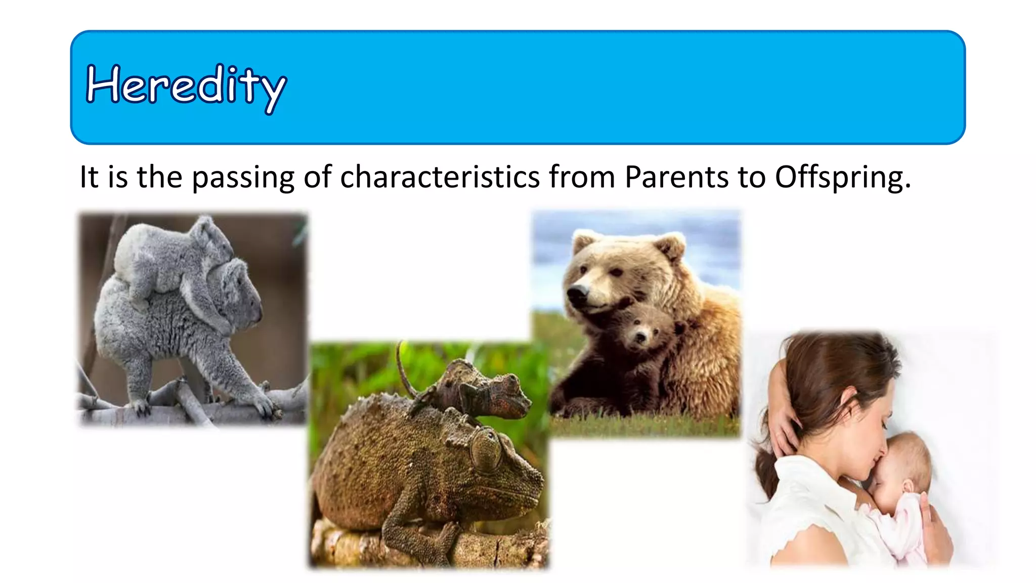 Science heredity primary | PPT