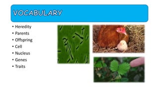 Science heredity primary | PPT