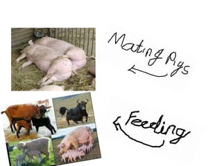 poultry Science holiday assignment | PPTX