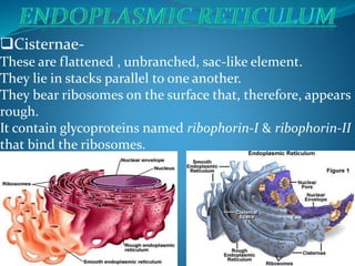 CELL ORGANELLES | PPTX