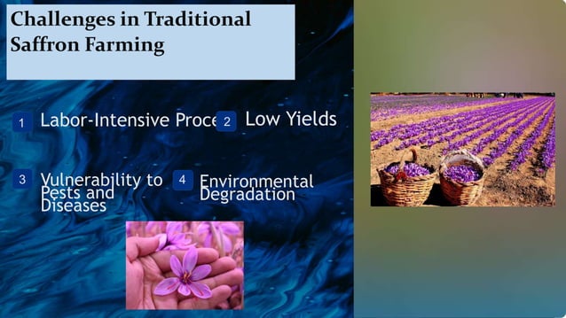 Science inter disciplinary ppt final presentation | PPT