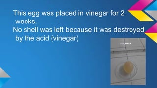 Science Junior 7 - Microorganisms | PPTX
