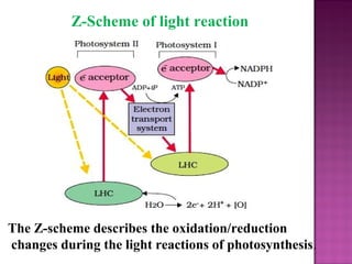 Photosynthesis | PPT | Chemistry | Science