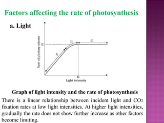 Photosynthesis | PPT | Chemistry | Science