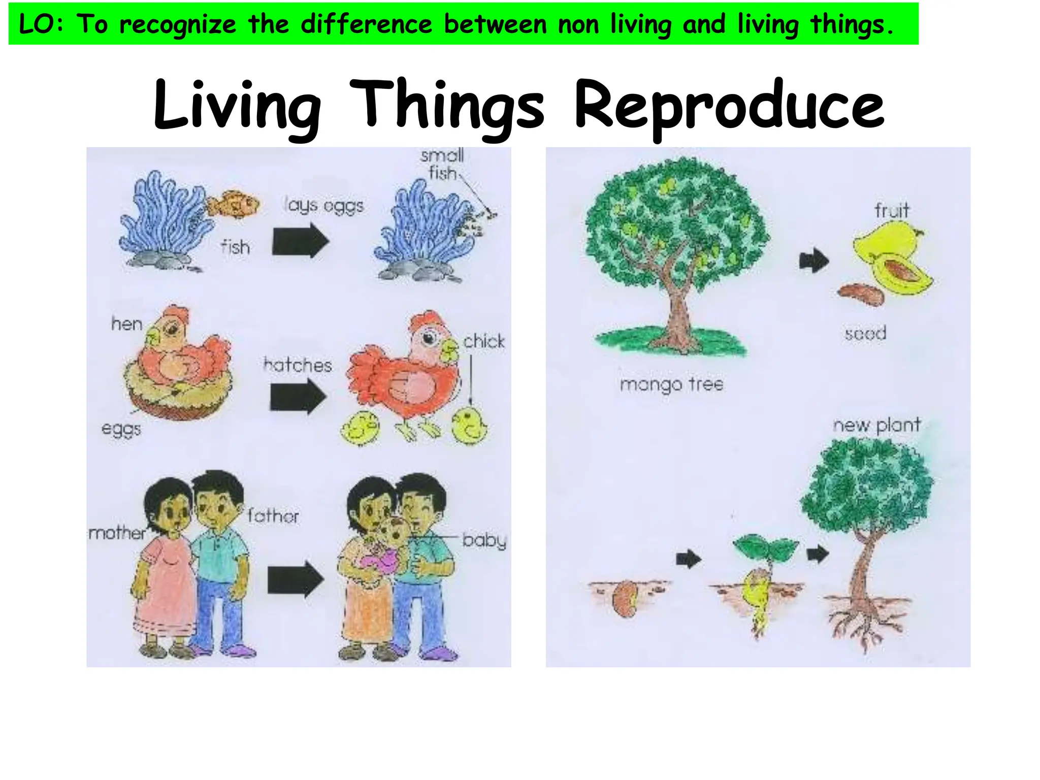 Science L2 Living and Non living Things.ppt