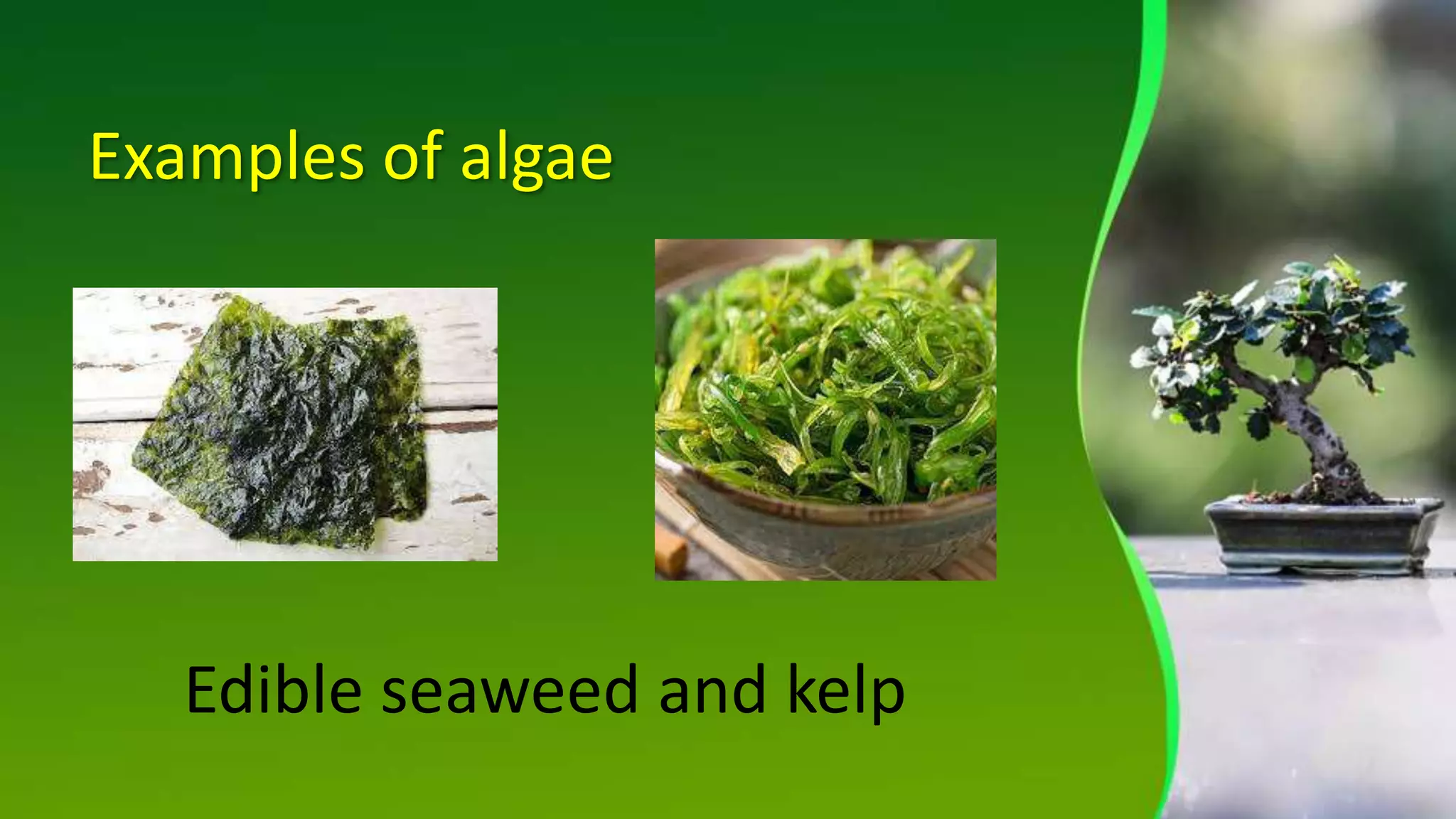 other living things: fungi, bacteria and algae | PPTX
