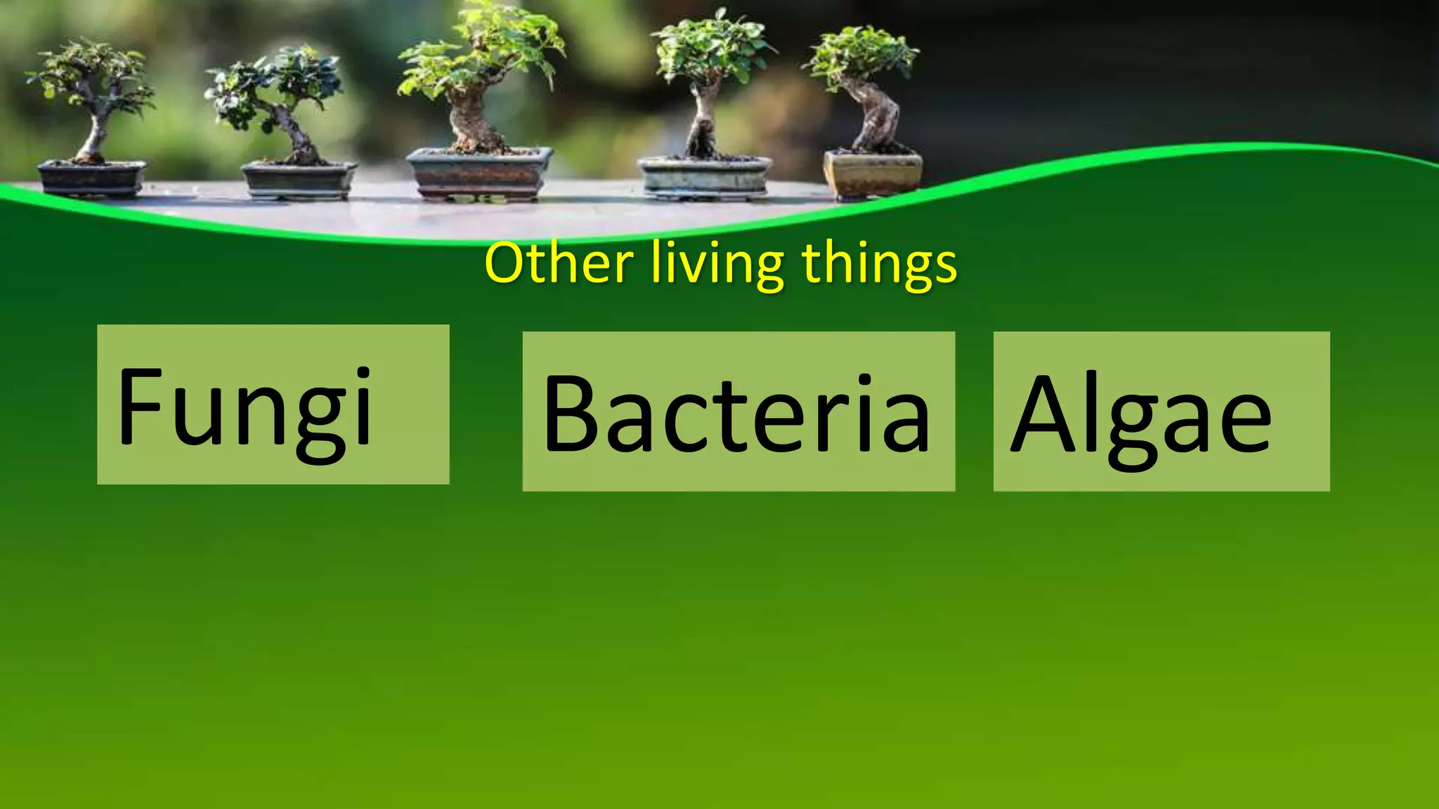 other living things: fungi, bacteria and algae | PPTX