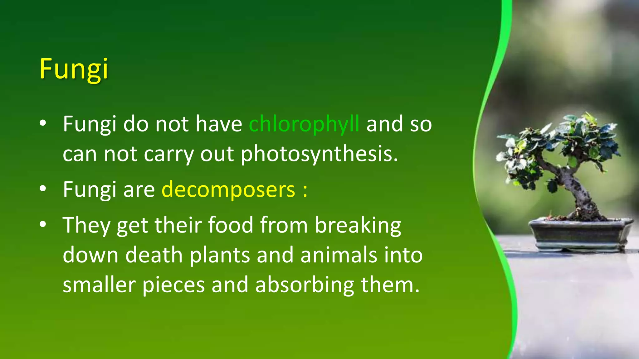 other living things: fungi, bacteria and algae | PPTX