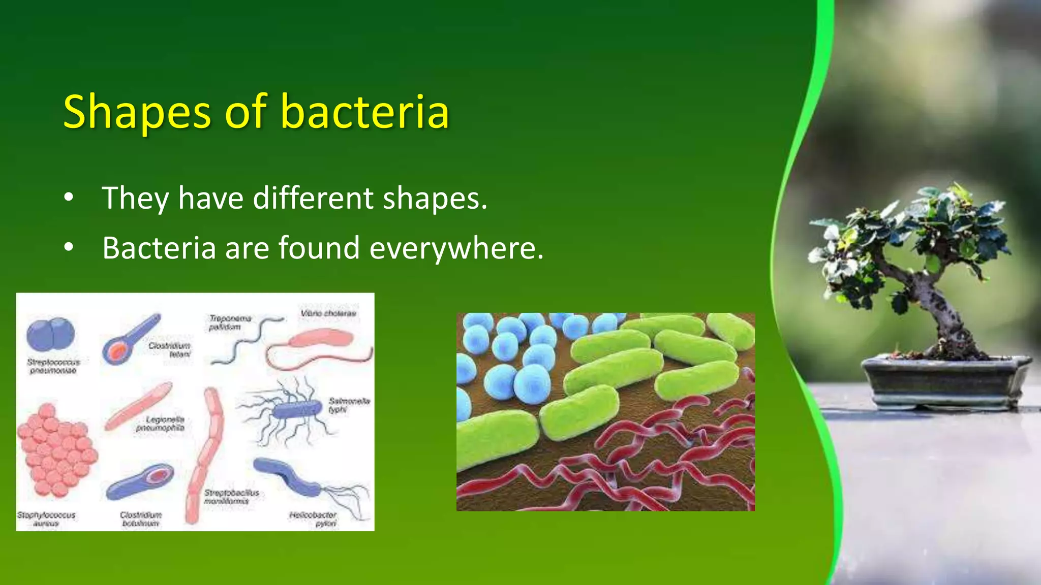 other living things: fungi, bacteria and algae | PPTX