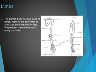 Science Limbs- School Presentation.pptx. | PPT
