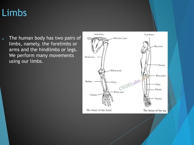Science Limbs- School Presentation.pptx. | PPT