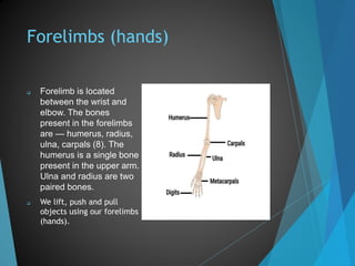Science Limbs- School Presentation.pptx. | PPT