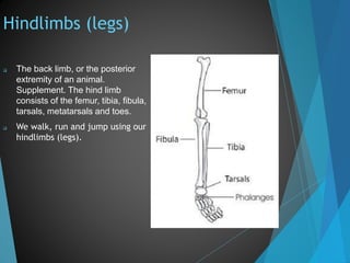 Science Limbs- School Presentation.pptx. | PPT