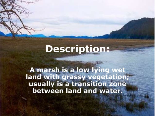 Miss Campolongo's Period 6: Marsh | PPTX