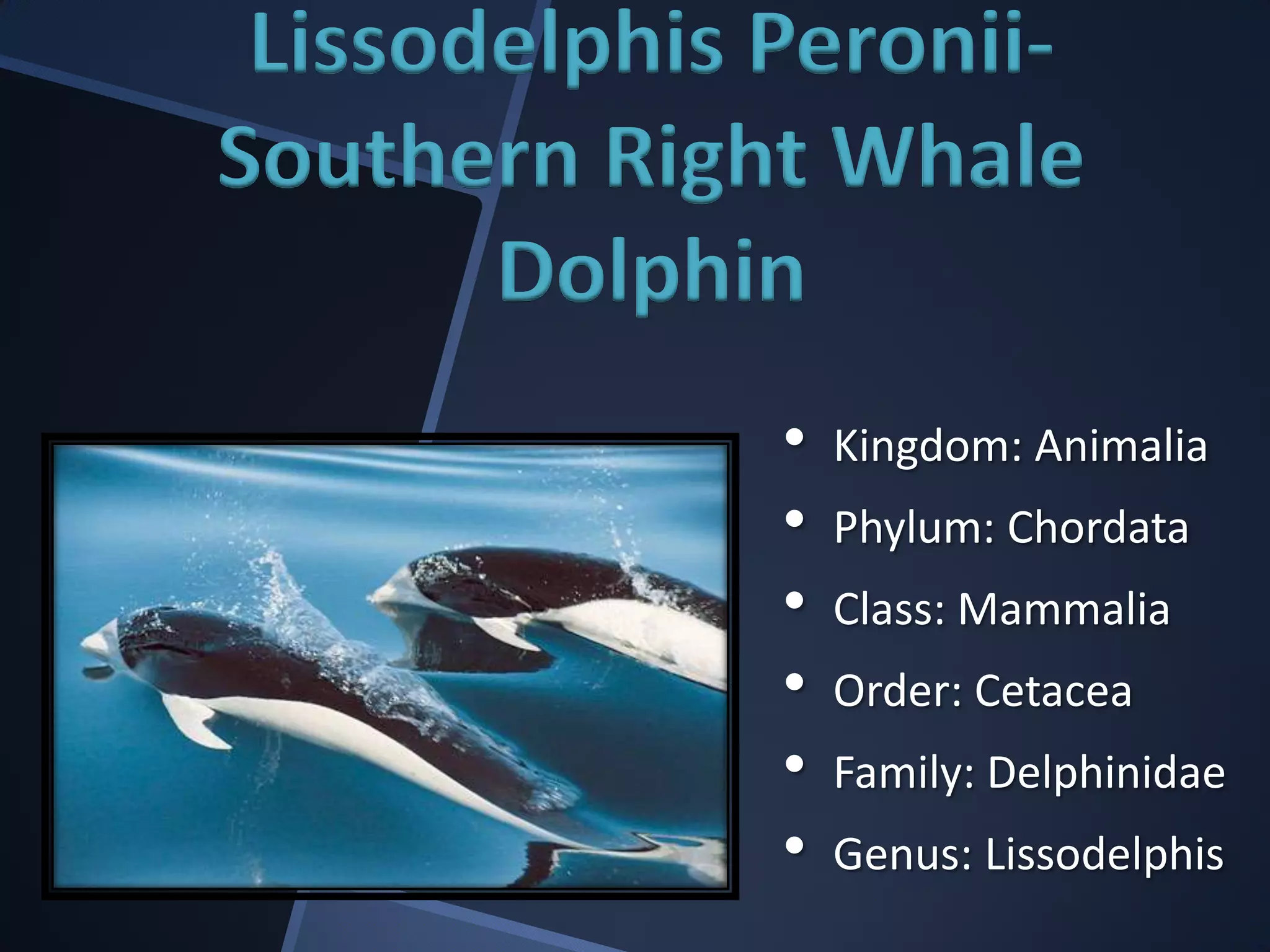 Science marine mammal project | PPTX