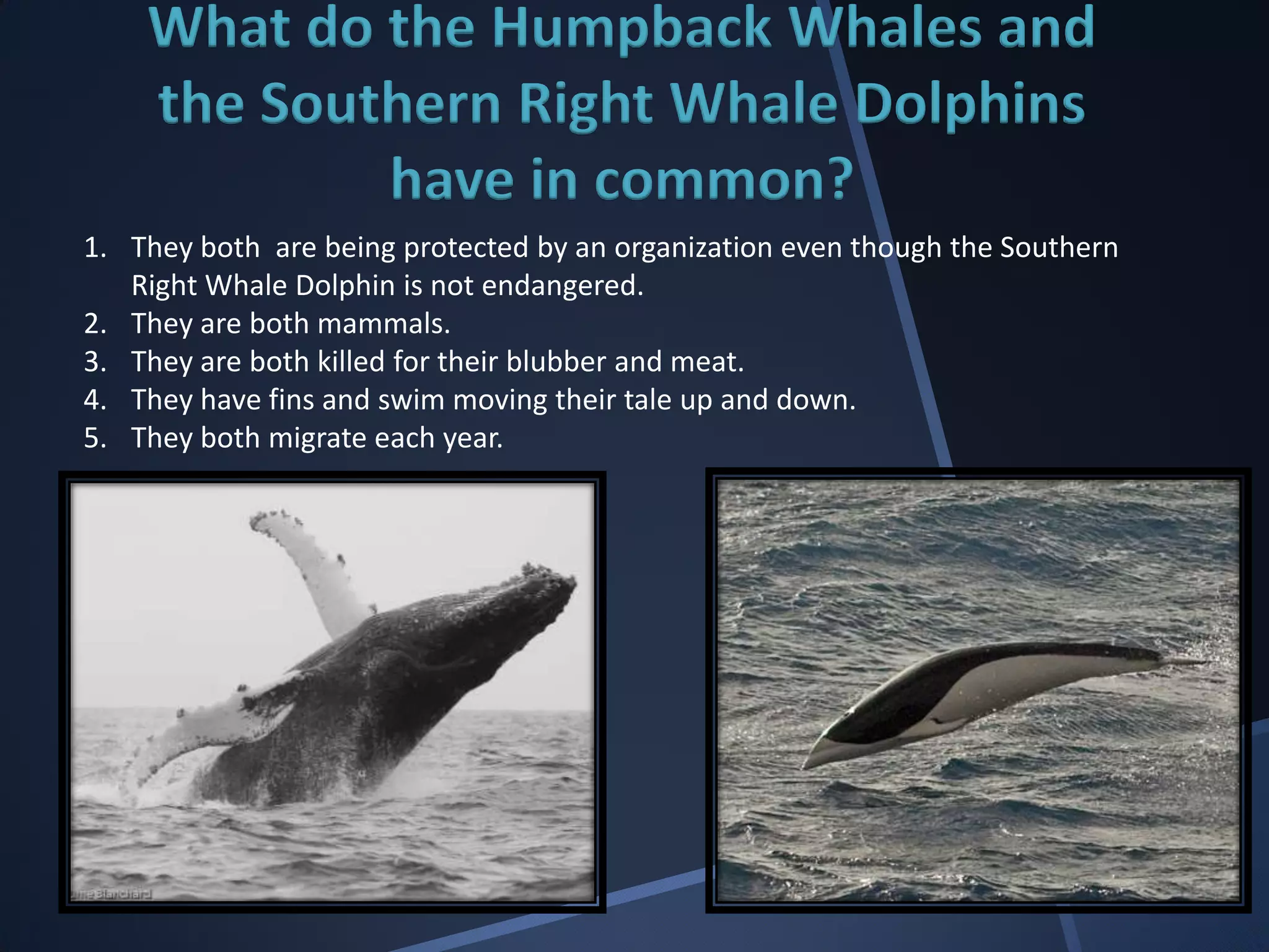 Science marine mammal project | PPTX