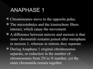 science meosis PROJECT FOR CLASS 10 TH STUDENTS | PPTX