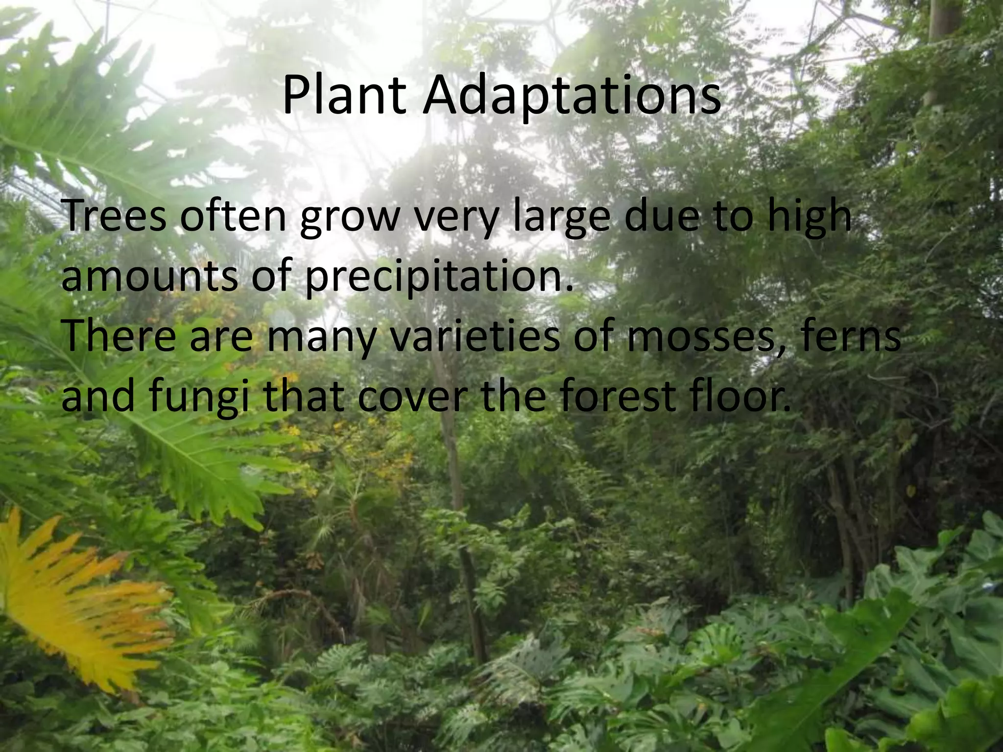 Science temperate rainforest | PPTX
