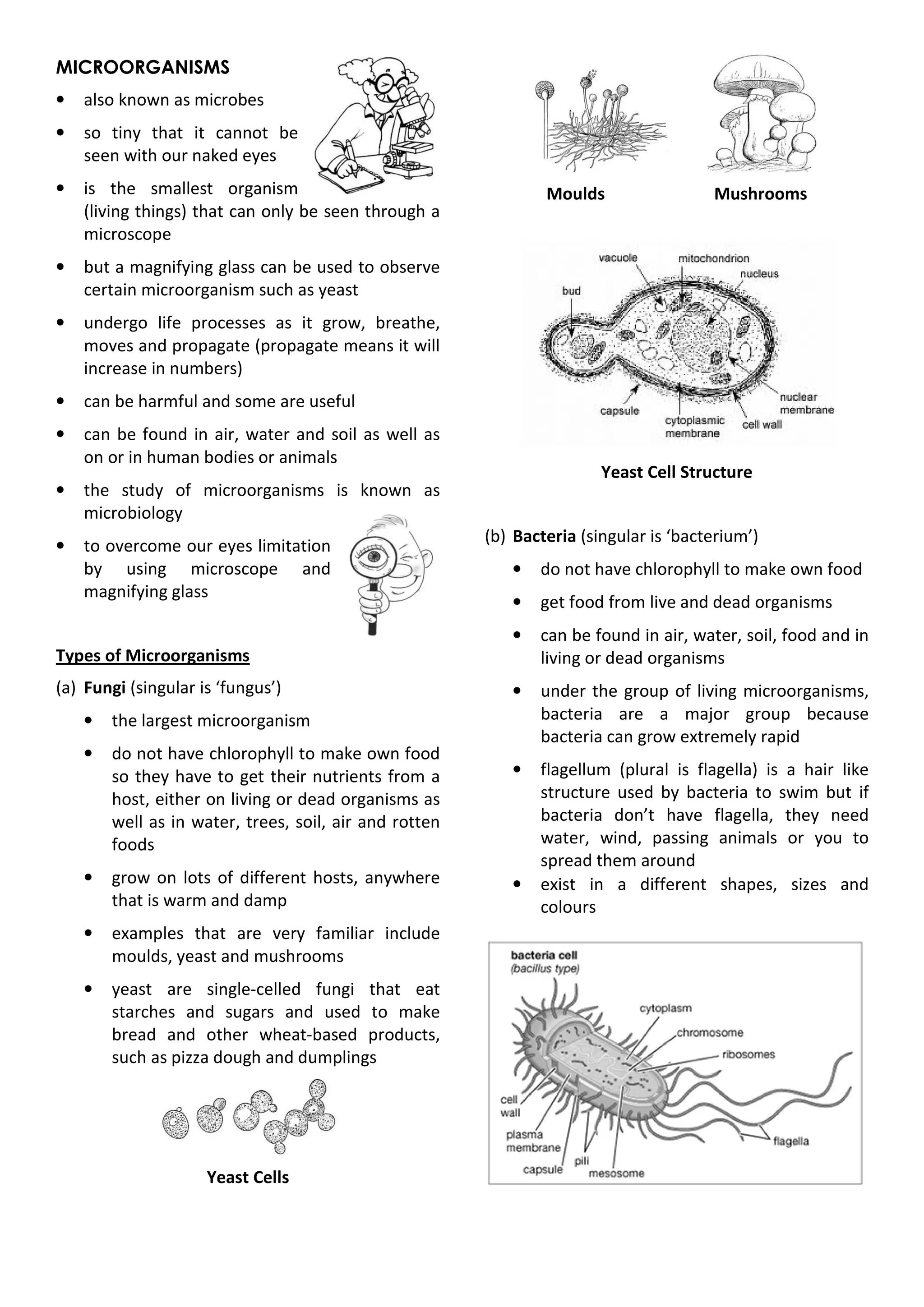 Science notes year 5 chap 1(a) microorganisms | PDF