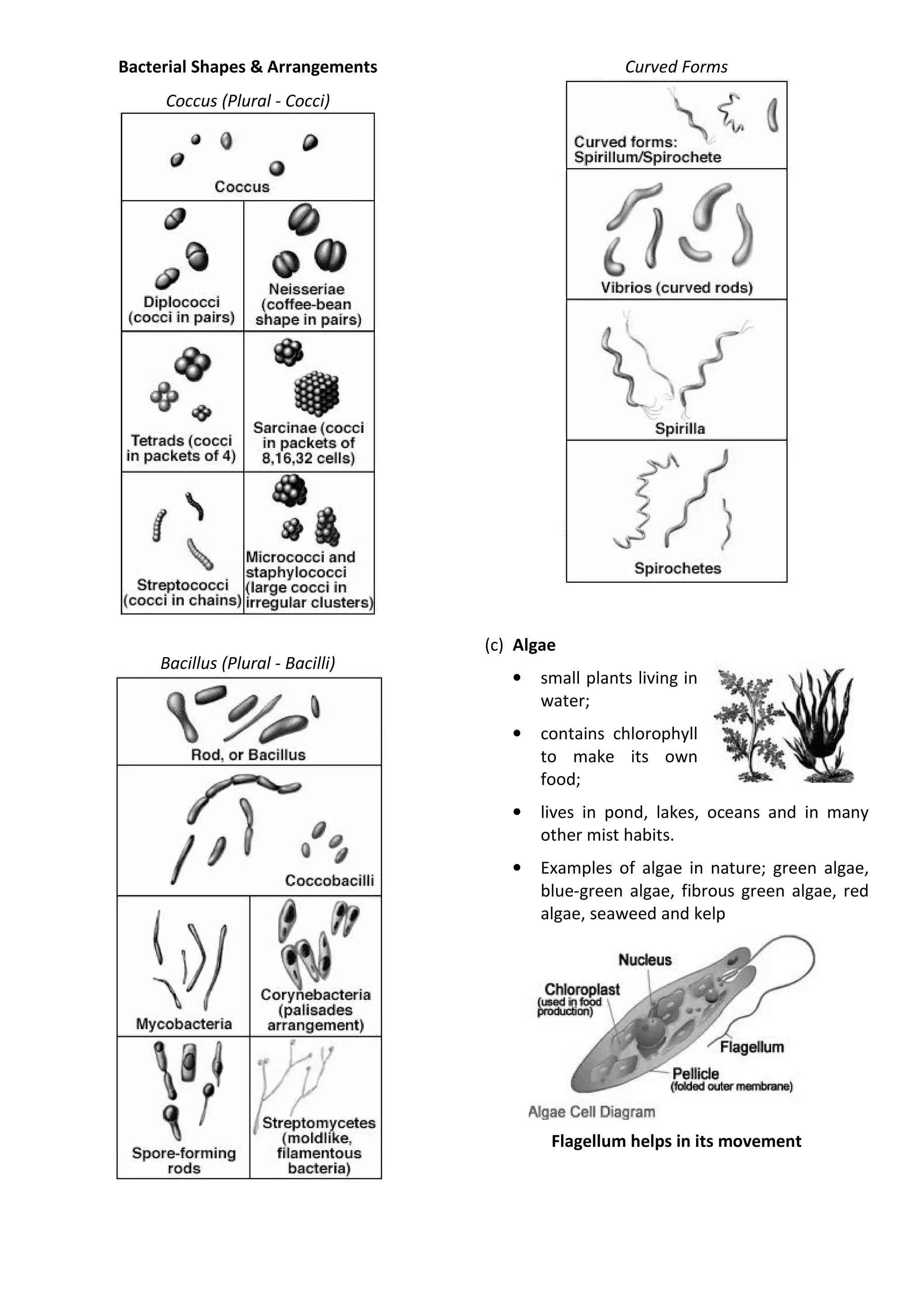 Science notes year 5 chap 1(a) microorganisms | PDF