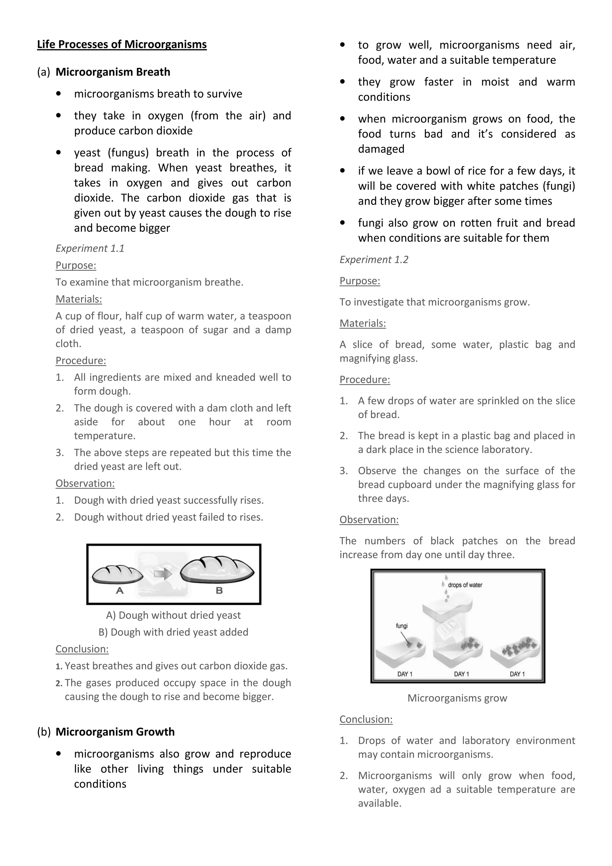 Science notes year 5 chap 1(a) microorganisms | PDF