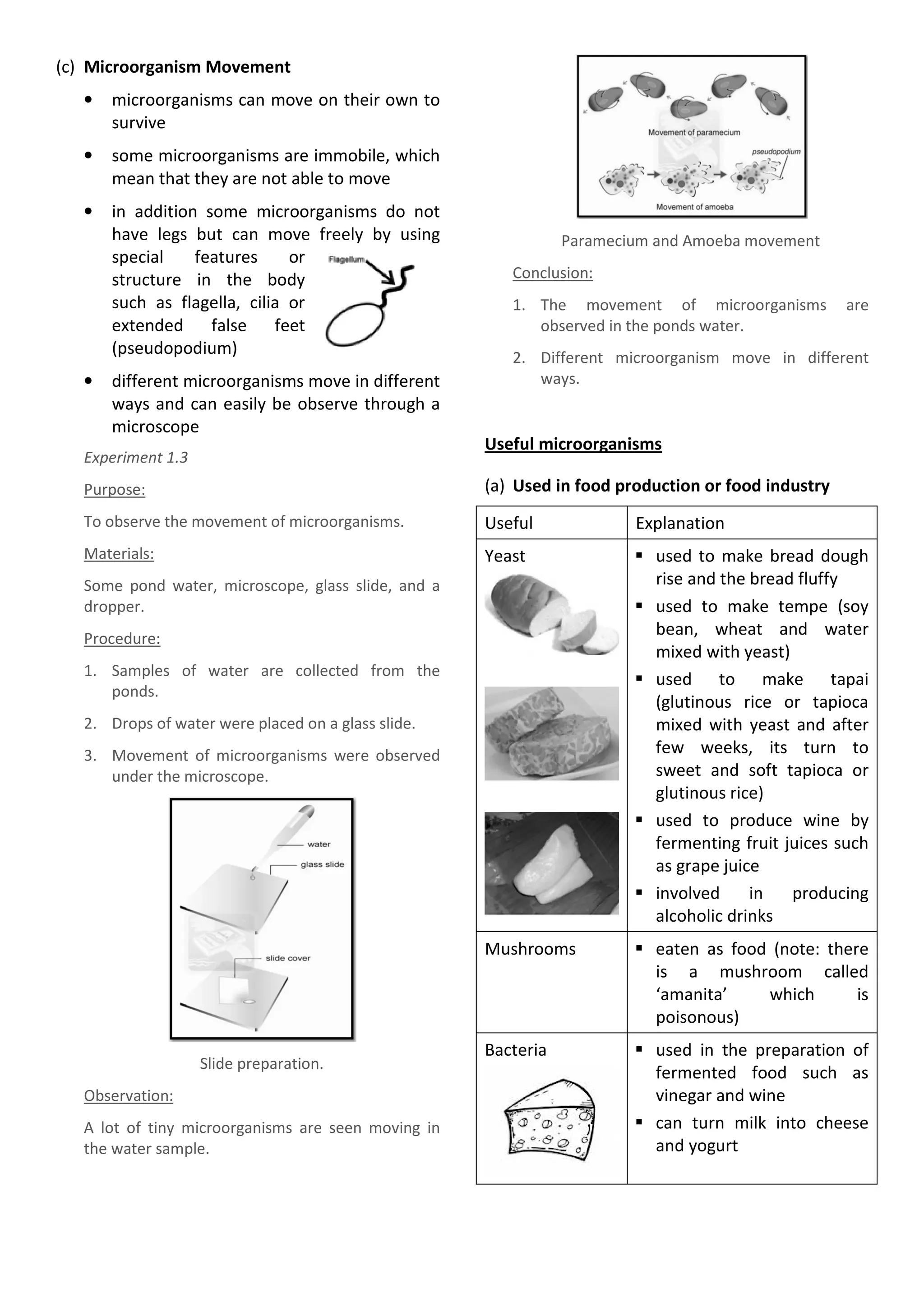 Science notes year 5 chap 1(a) microorganisms | PDF