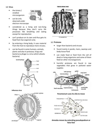 Science notes year 5 chap 1(a) microorganisms | PDF