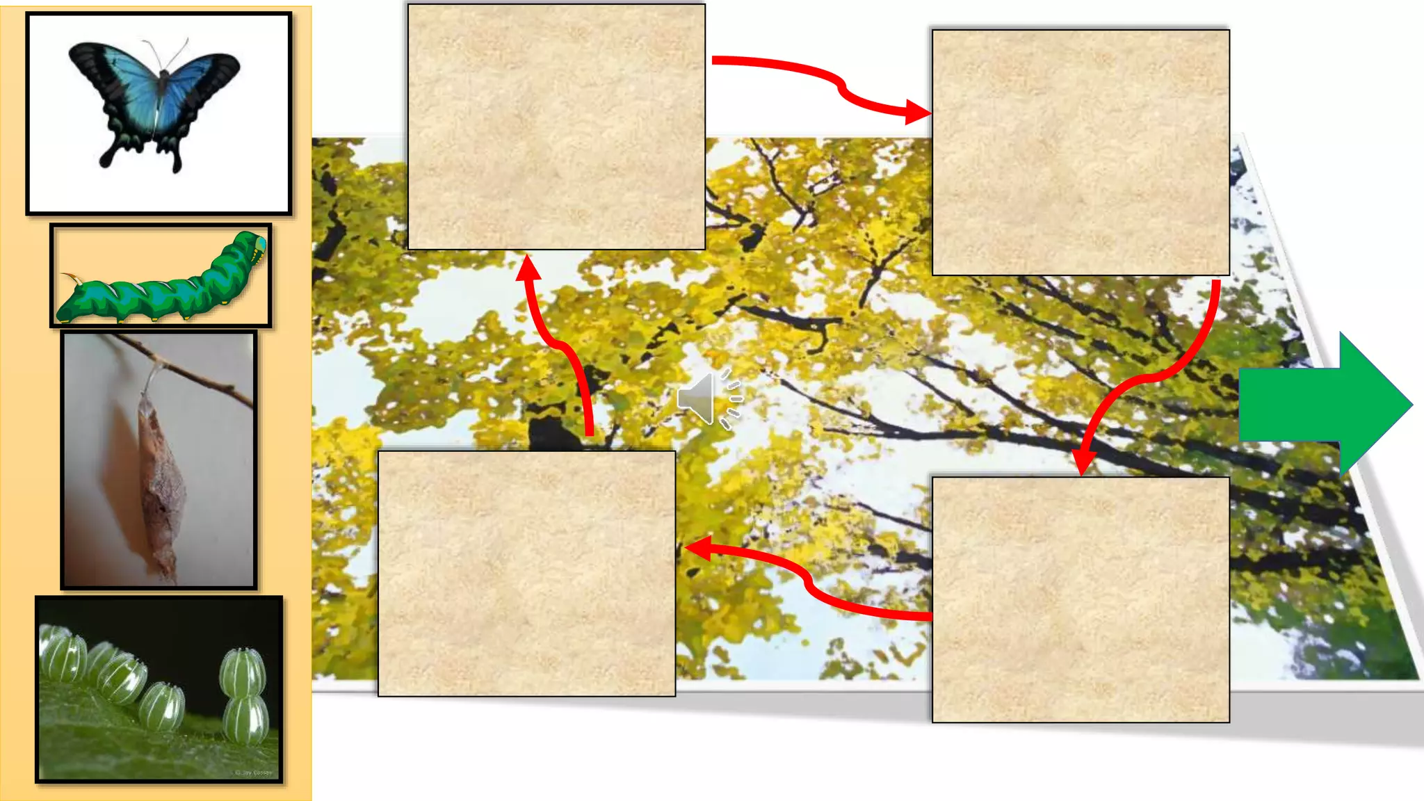 Life cycle of the butterfly, science for year 2. | PPTX
