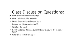 Life cycle of the butterfly, science for year 2. | PPTX