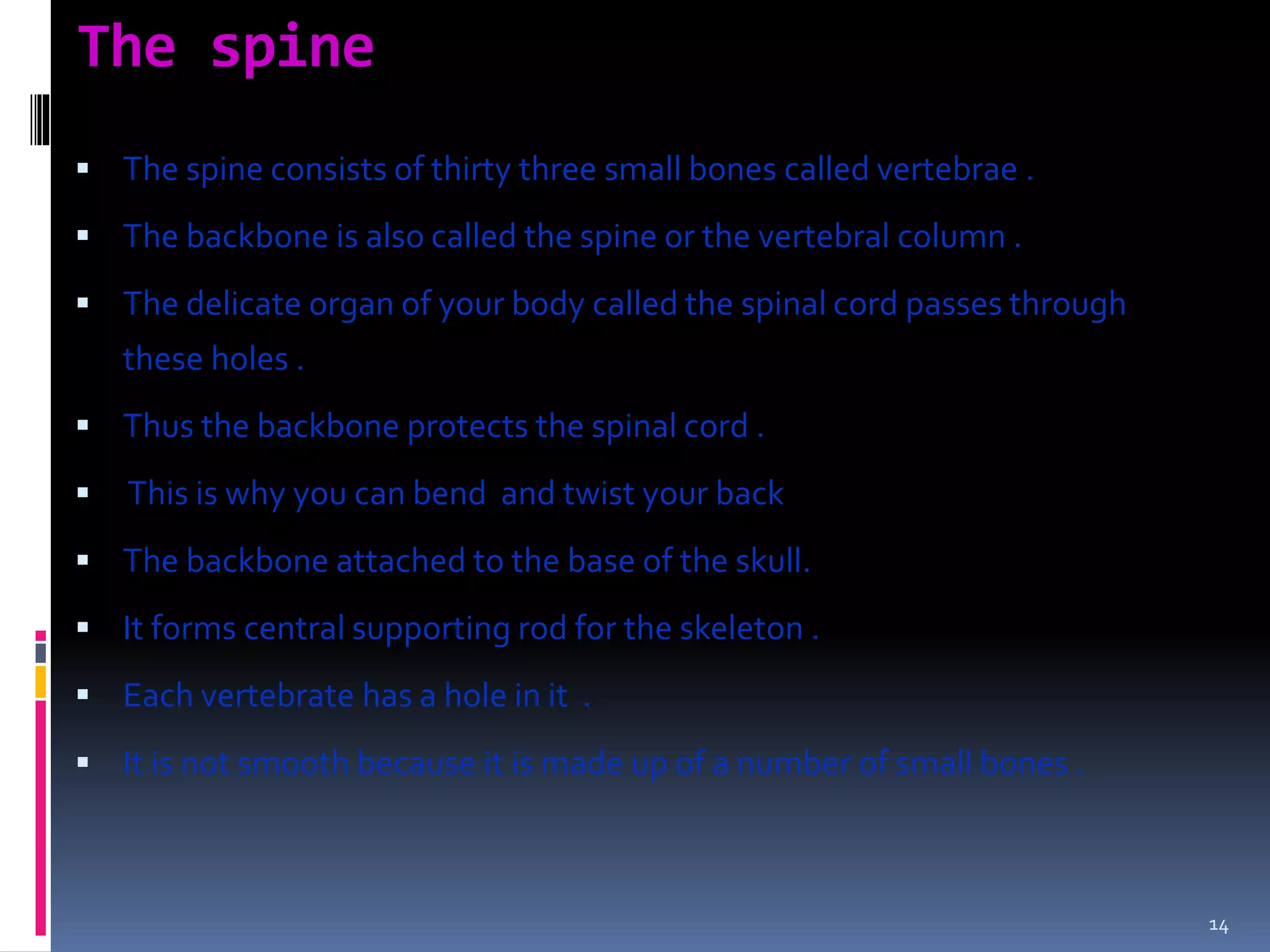 THE HUMAN SKELETON | PPTX