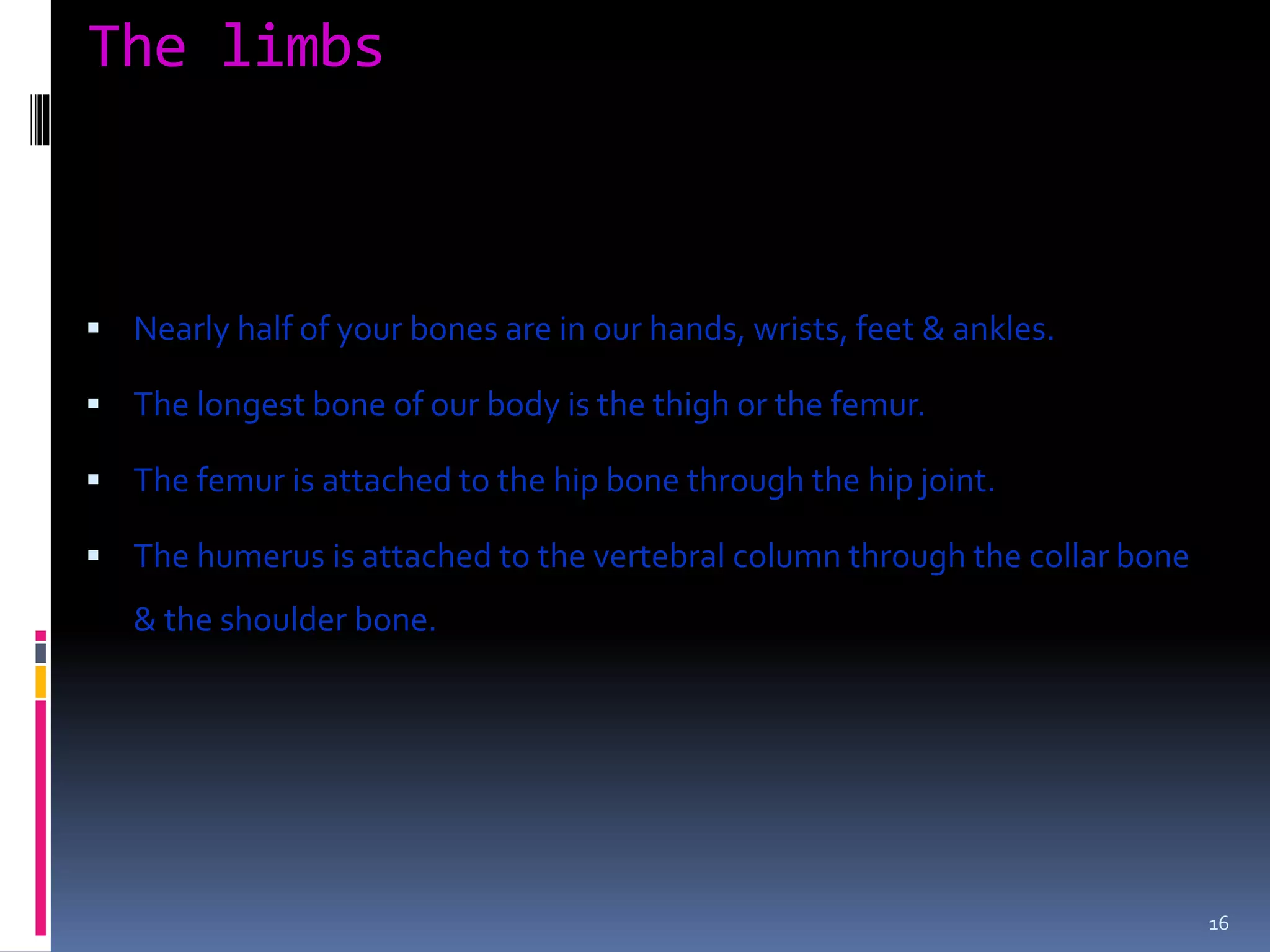 THE HUMAN SKELETON | PPT